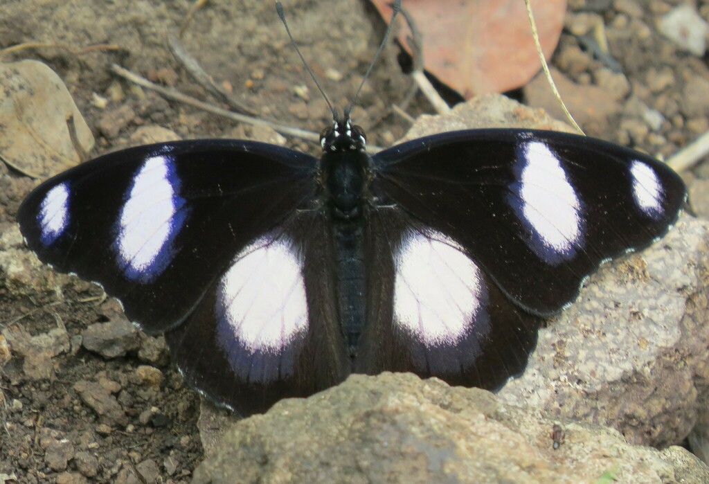 Common Diadem (Eswatini Butterflies) · iNaturalist