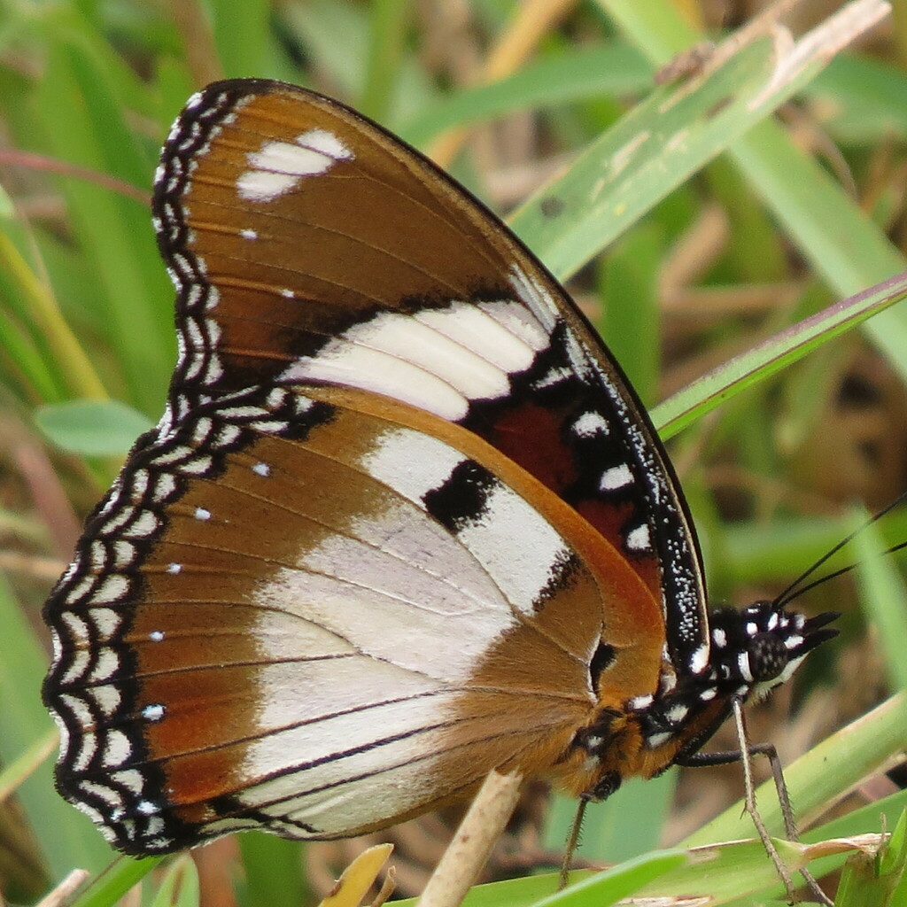 Common Diadem (Eswatini Butterflies) · iNaturalist