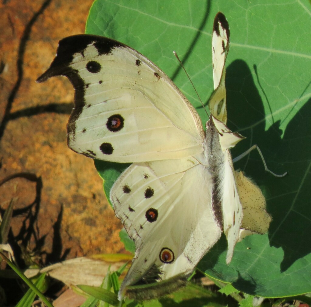 Common Mother-of-Pearl (Mbuluzi Butterflies) · iNaturalist