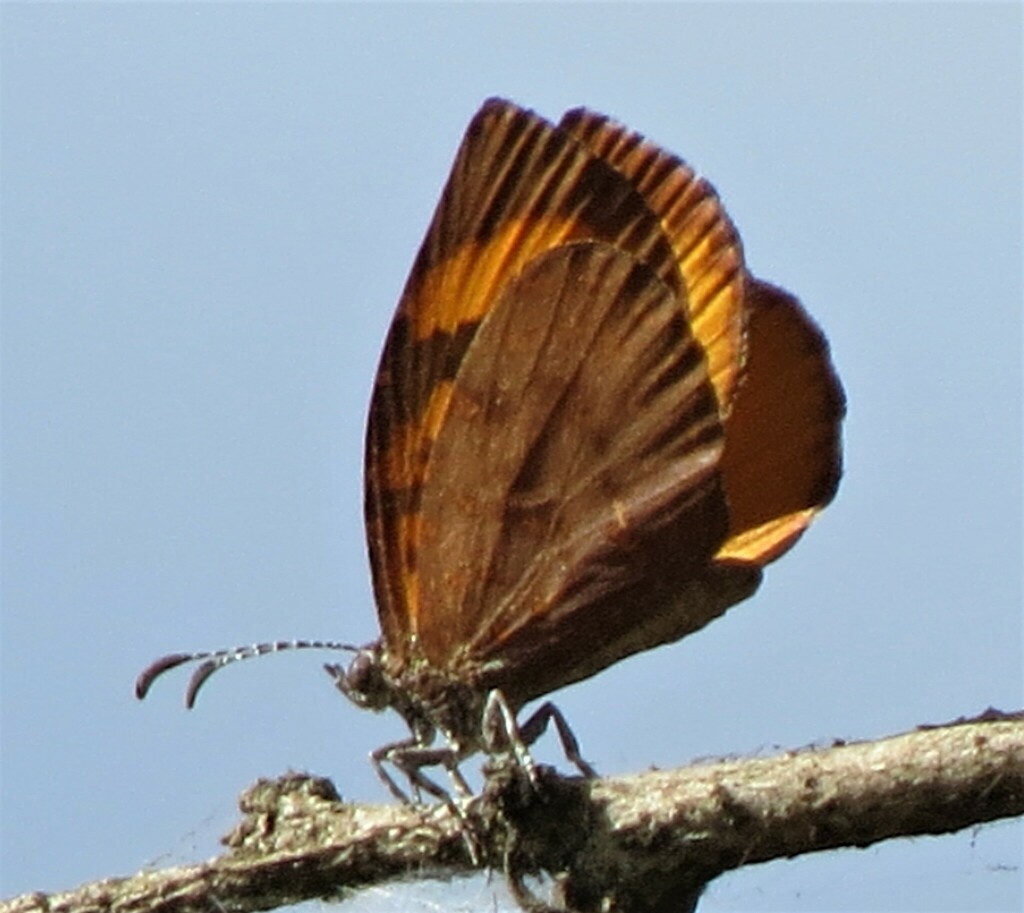 Pennington’s Buff (Mbuluzi Butterflies) · iNaturalist