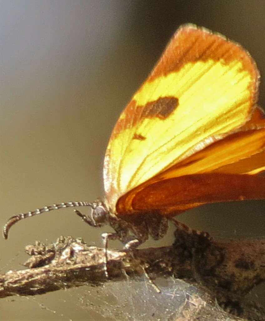 Pennington’s Buff (Mbuluzi Butterflies) · iNaturalist