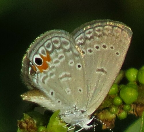 Cupreous Blue (Eswatini Butterflies) · iNaturalist