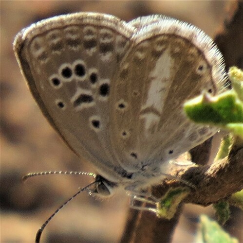 Rayed Blue (Mbuluzi Butterflies) · iNaturalist