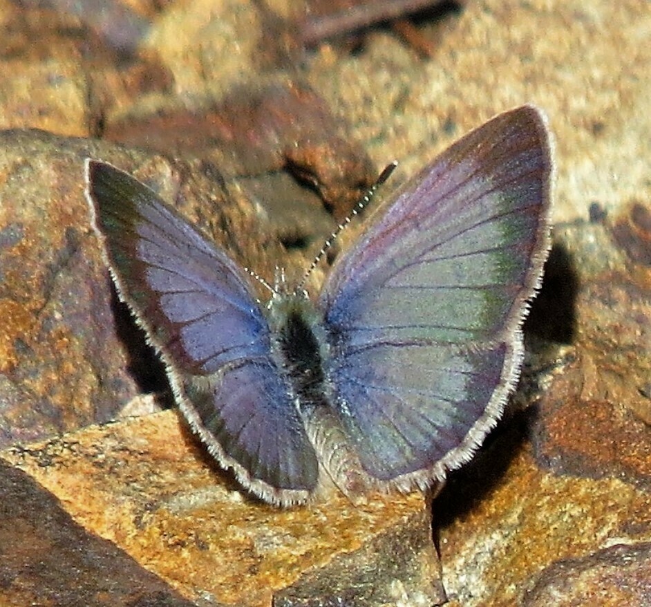 African Grass Blue (Eswatini Butterflies) · iNaturalist