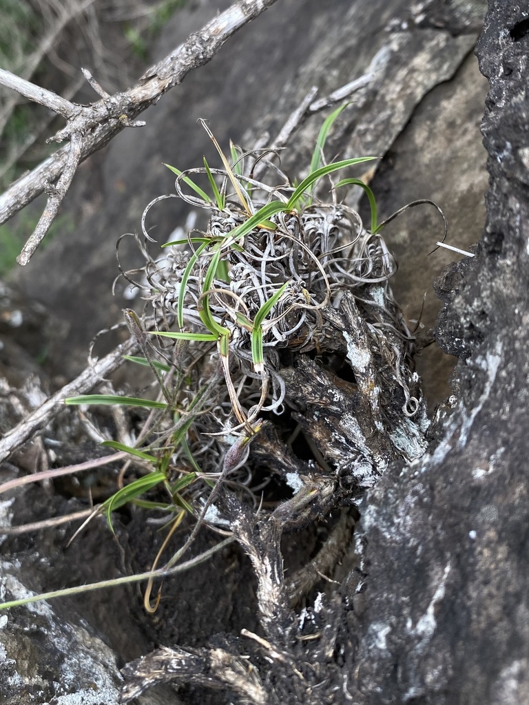 Monkeys Tails in December 2024 by Carel Fourie · iNaturalist