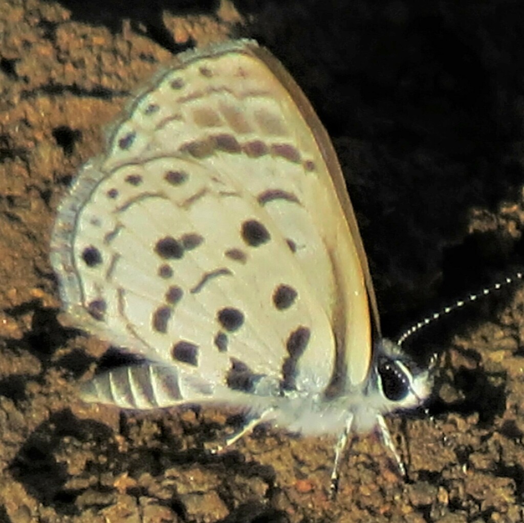 Black-Bordered Babul Blue (Mbuluzi Butterflies) · iNaturalist