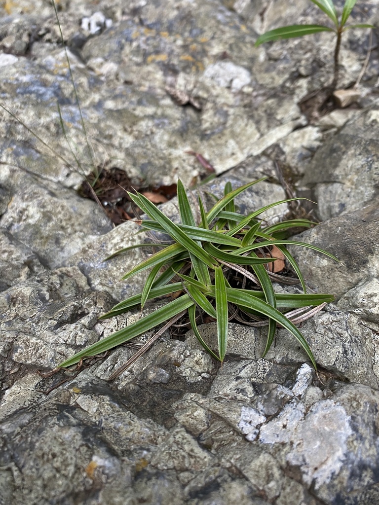 Monkeys Tails in December 2024 by Carel Fourie · iNaturalist
