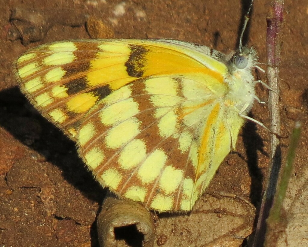 Southern Veined Arab (Eswatini Butterflies) · iNaturalist