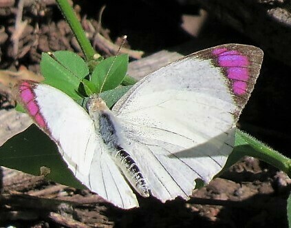 Bushveld Purple Tip (Eswatini Butterflies) · iNaturalist