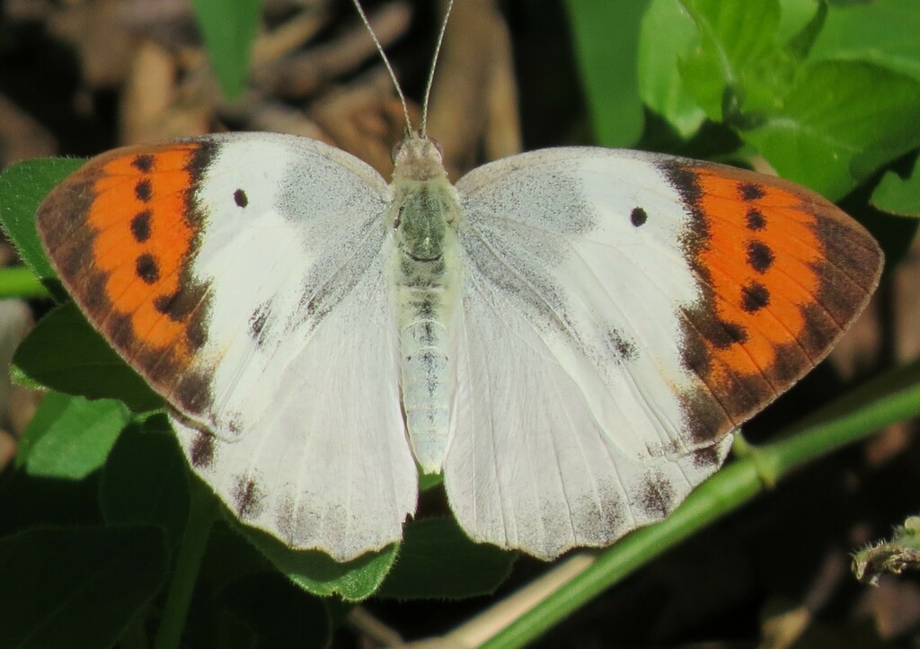 Bushveld Purple Tip (Eswatini Butterflies) · iNaturalist