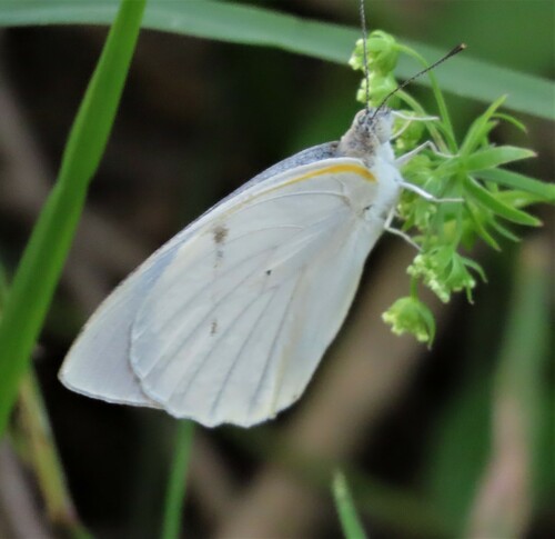 Bushveld Purple Tip (Eswatini Butterflies) · iNaturalist