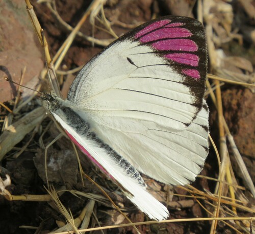 Queen Purple Tip (Eswatini Butterflies) · iNaturalist