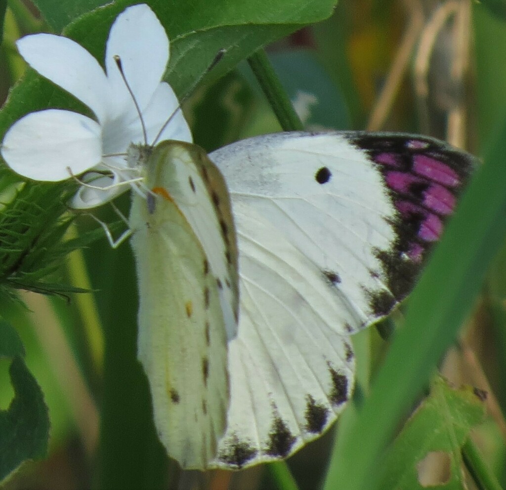Queen Purple Tip (Eswatini Butterflies) · iNaturalist