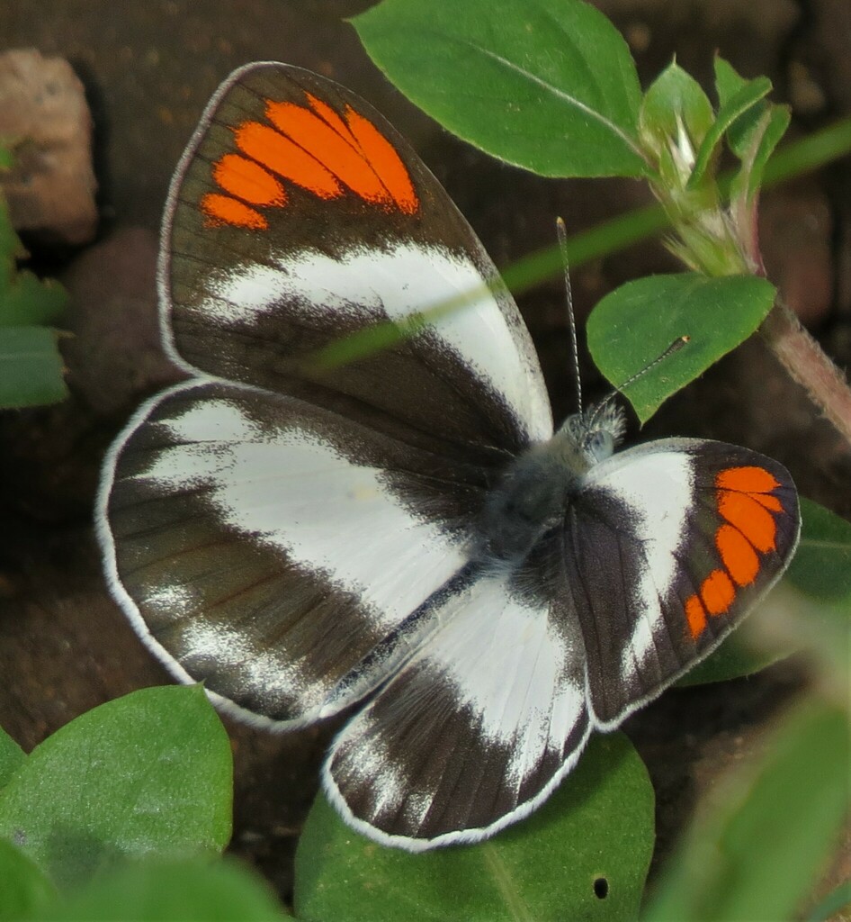 Southern Round-winged Orange Tip (Mbuluzi Butterflies) · iNaturalist