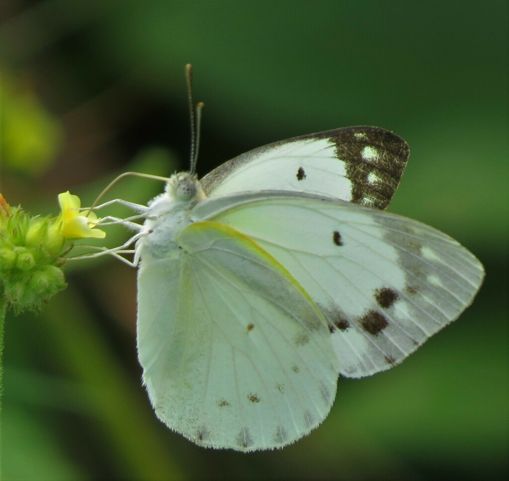 Teracolus eris eris (Mbuluzi Butterflies) · iNaturalist