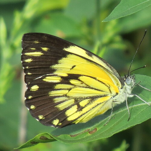 African Common White (Eswatini Butterflies) · iNaturalist
