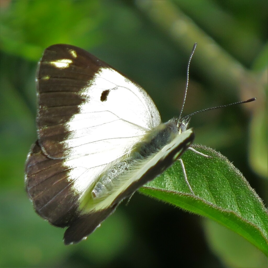 African Common White (Mbuluzi Butterflies) · iNaturalist
