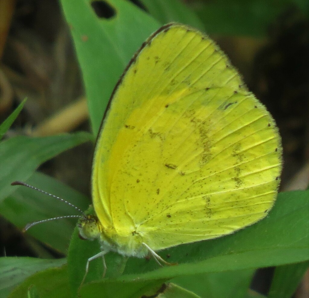 Broad-bordered Grass Yellow (Mbuluzi Butterflies) · iNaturalist