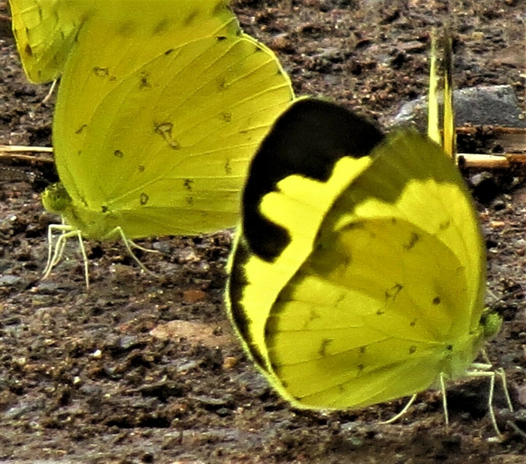Broad-bordered Grass Yellow (Mbuluzi Butterflies) · iNaturalist