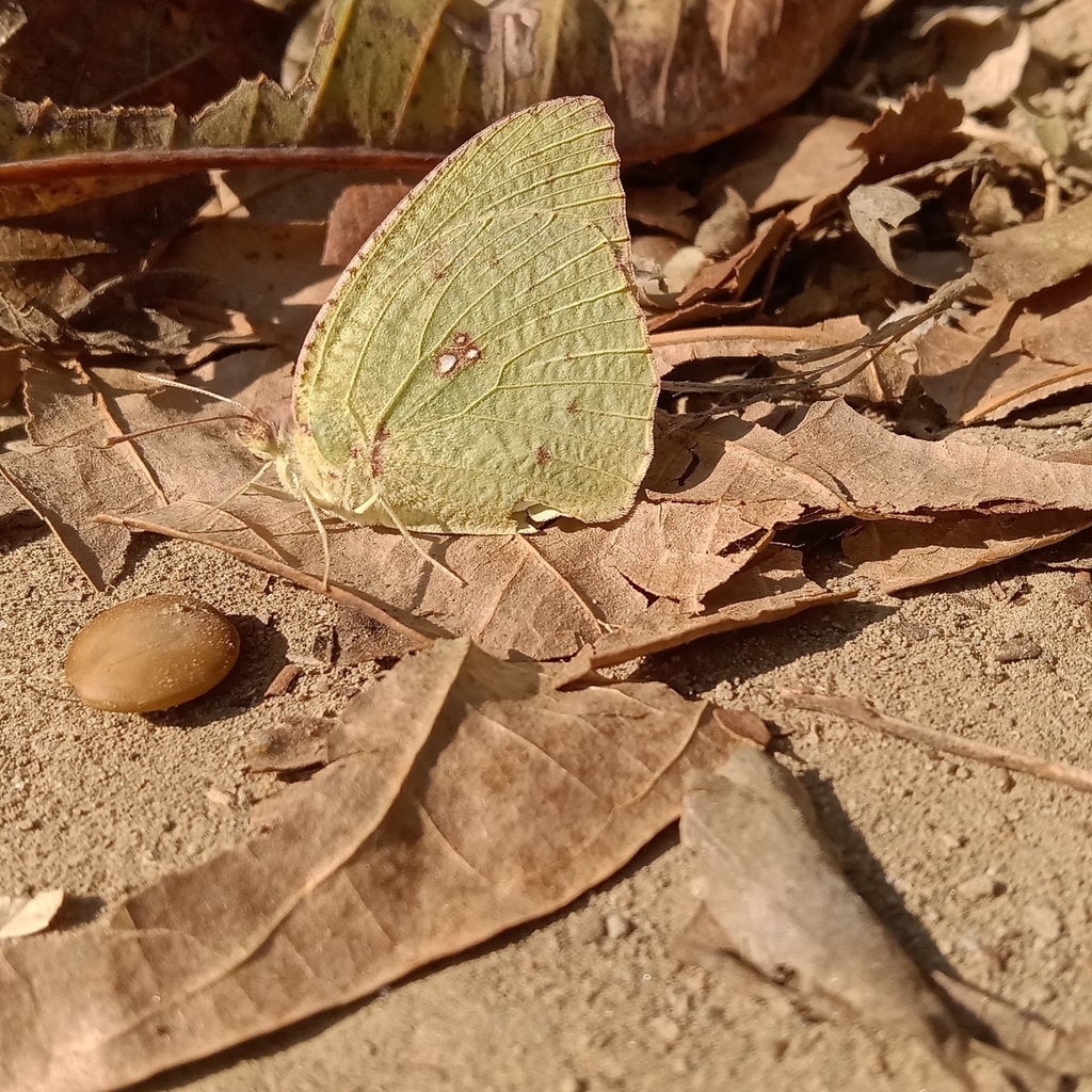 Mottled Emigrant from 7XPF+FMX, Chandrabani, Mehu Wala Mafi, Dehradun ...