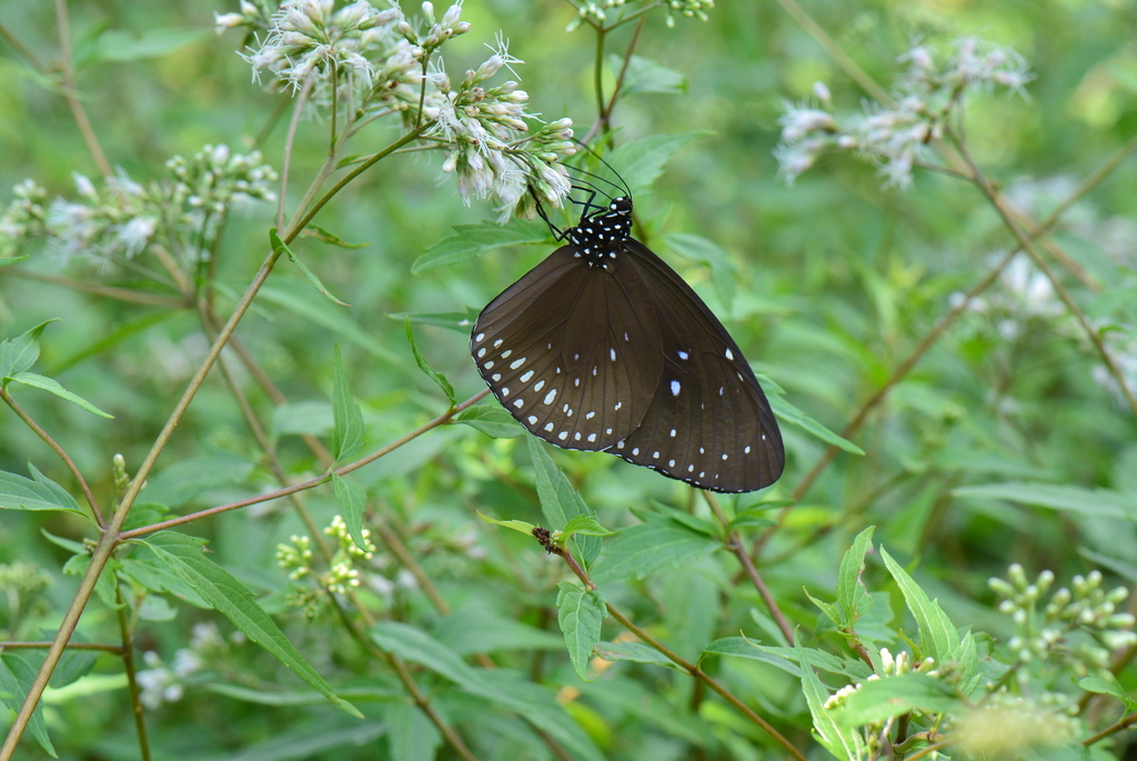 Blue-spotted Crow Butterfly in July 2019 by Kai-Wei Chan · iNaturalist