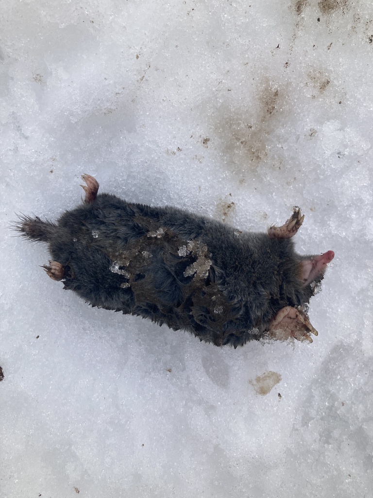 Hairy-tailed Mole from Simcoe County, ON, Canada on December 11, 2024 ...