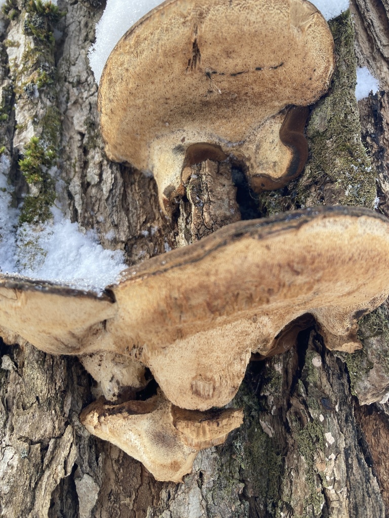 Resinous Polypore from Orillia, ON, Canada on December 13, 2024 at 11: ...