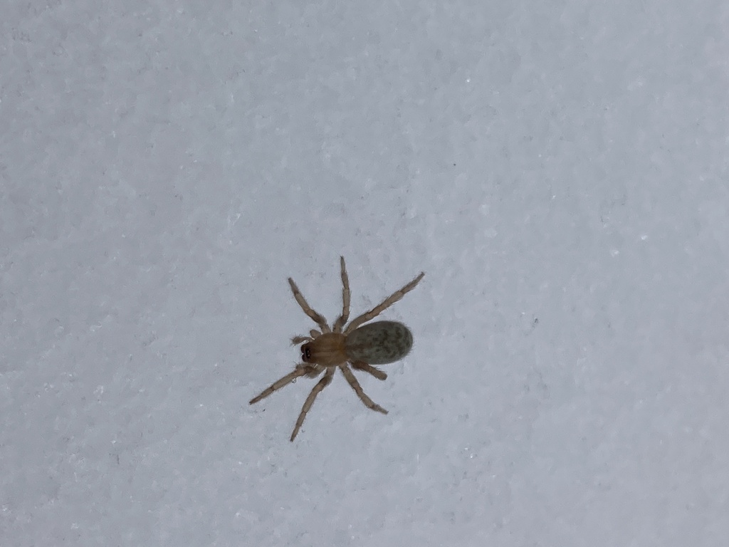 White sac spider from Simcoe County, ON, Canada on December 18, 2024 at ...