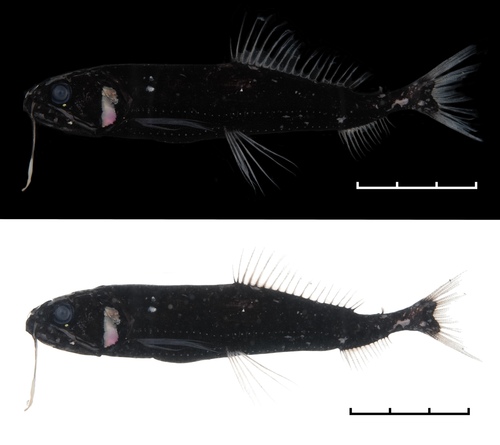 Astronesthes formosana · iNaturalist