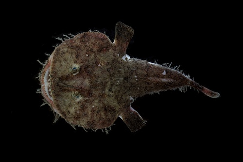 Broadhead Goosefish (Lophiomus setigerus) · iNaturalist