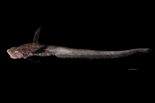 Pacific Jellynose Fish (Ateleopus japonicus) · iNaturalist
