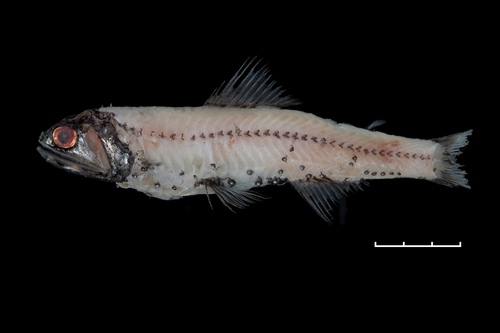 Watase's Lanternfish (Diaphus watasei) · iNaturalist