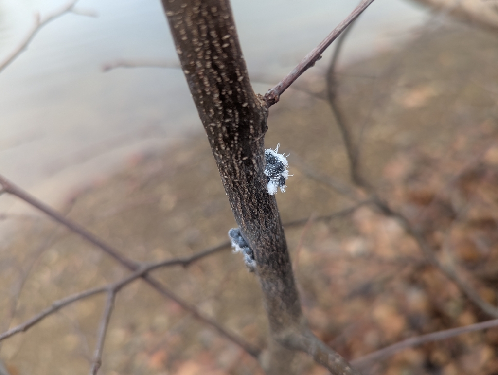 Woolly Alder Aphid from Cromwell Valley, Hampton, MD, USA on December ...