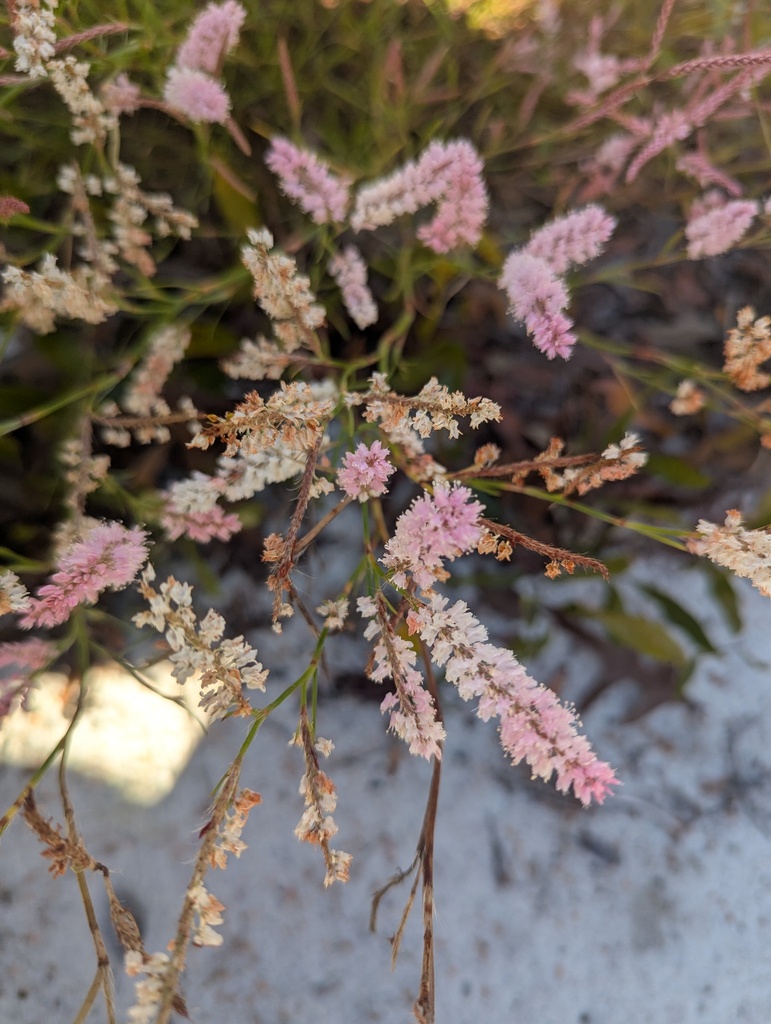 Sandhill wireweed from Polk County, FL, USA on December 4, 2024 at 09: ...