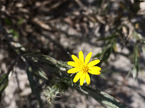 Variety Pityopsis graminifolia aequilifolia · iNaturalist