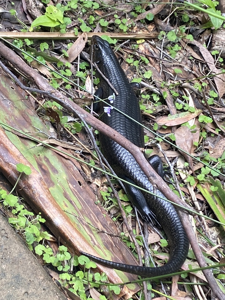 Land Mullet from Springbrook National Park, Springbrook, QLD, AU on ...