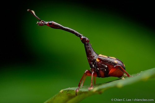 Cycnotrachelus satelles · iNaturalist