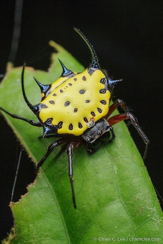 Gasteracantha beccarii · iNaturalist