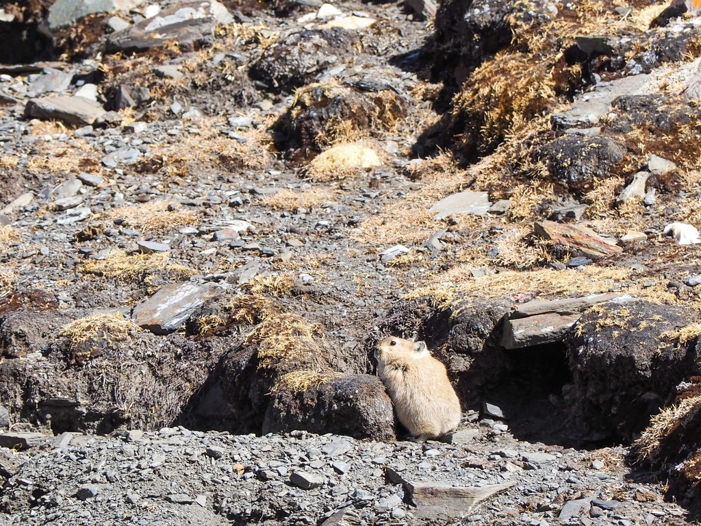 Himalayan Pika from Préfecture de Xigazê, Chine, 858200 on December 16 ...