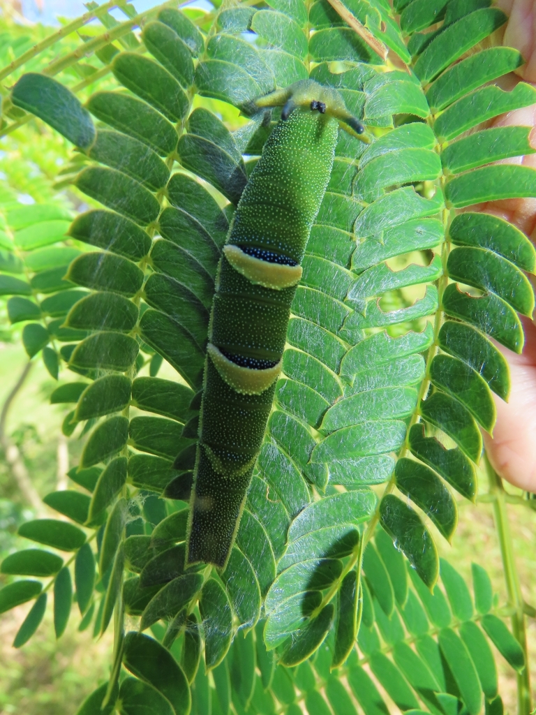 Tailed Emperor from Wallaga Lake NSW 2546, Australia on December 18 ...