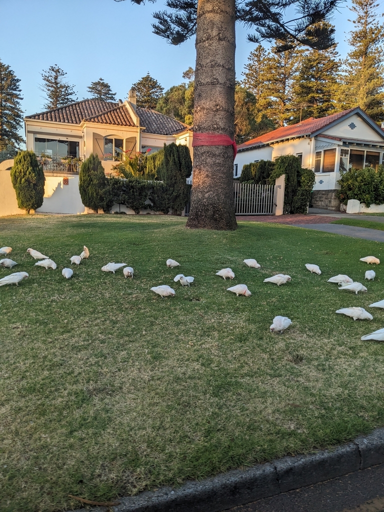 Long-billed Corella in December 2024 by Poppy · iNaturalist