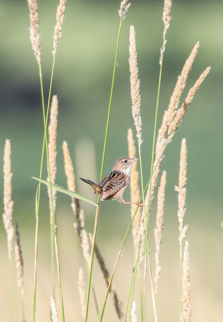 Sedge Wren from Lancaster County, NE, USA on June 20, 2017 at 08:39 AM ...