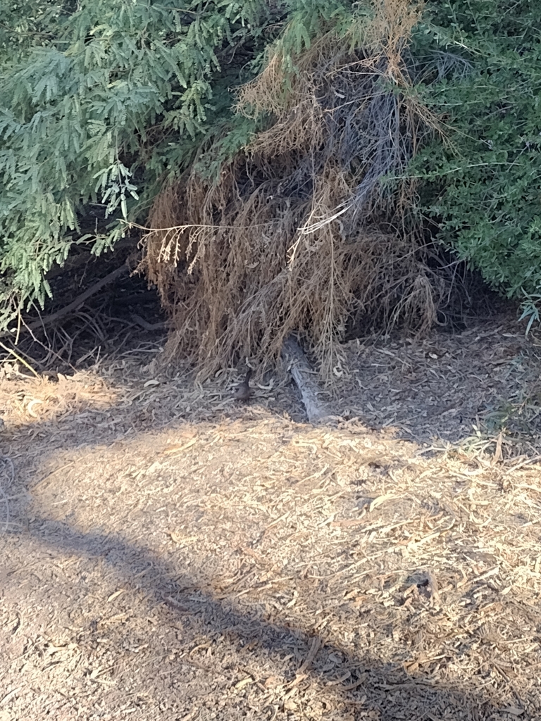 Abert's Towhee from 9768+HJ, Gilbert, AZ 85234, USA on December 19 ...