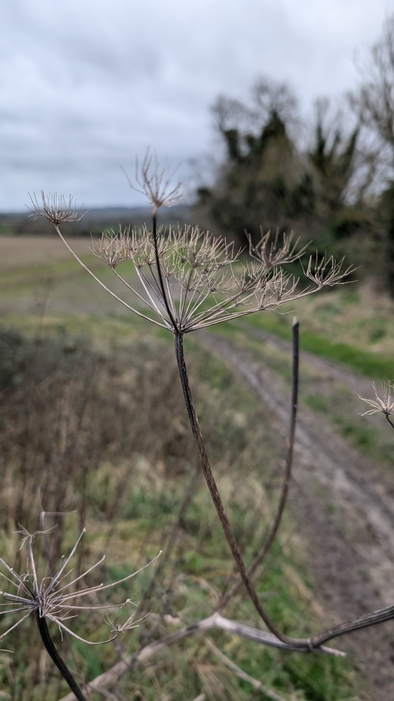 hogweed from Calne Without, UK on December 18, 2024 at 02:08 PM by Matt ...