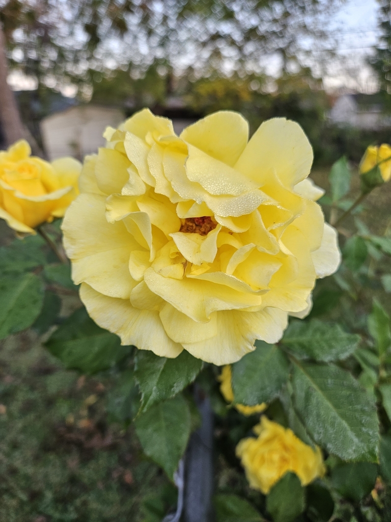 roses from Red Bluff Terrace, Pasadena, TX 77506, USA on December 20 ...