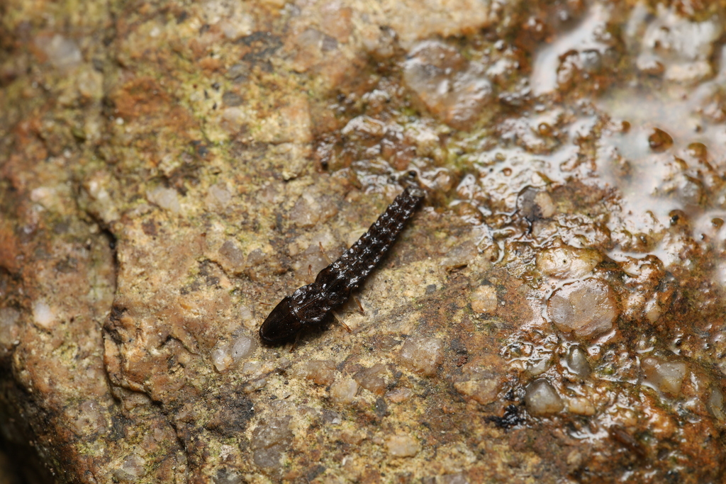 Pygoluciola qingyu in December 2024 by Chiu YuHang · iNaturalist