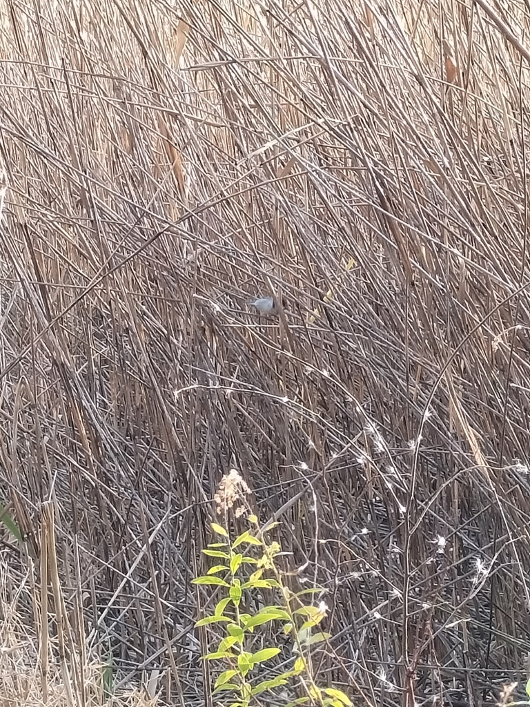 Japanese Wagtail from 日本、〒591-8022 大阪府堺市北区金岡町 on January 1, 2022 at 03:50 PM by epsilon ...