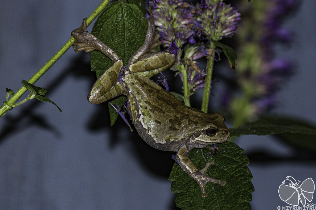 Japanese Tree Frog from South Korea on October 9, 2024 at 06:57 PM by ...