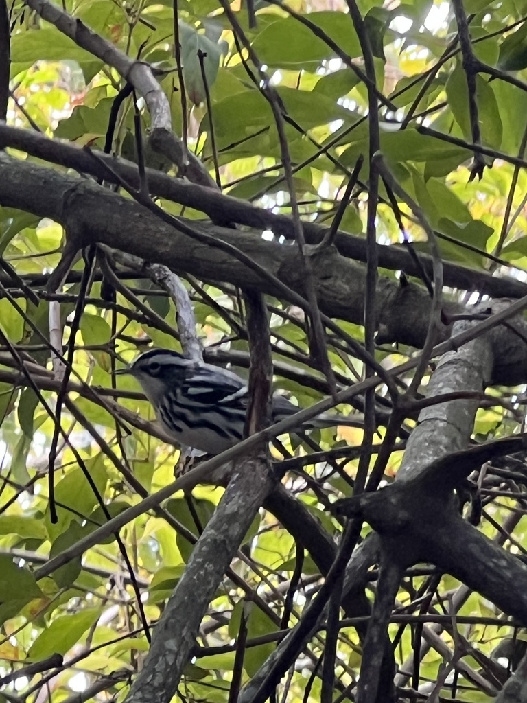 Black-and-white Warbler from Hagen Ranch Rd, Boynton Beach, FL, US on ...