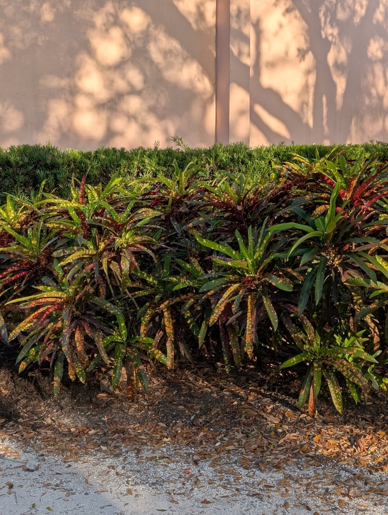 Variegated Croton from Indian Beach/Sapphire Shores, Sarasota, FL, USA ...